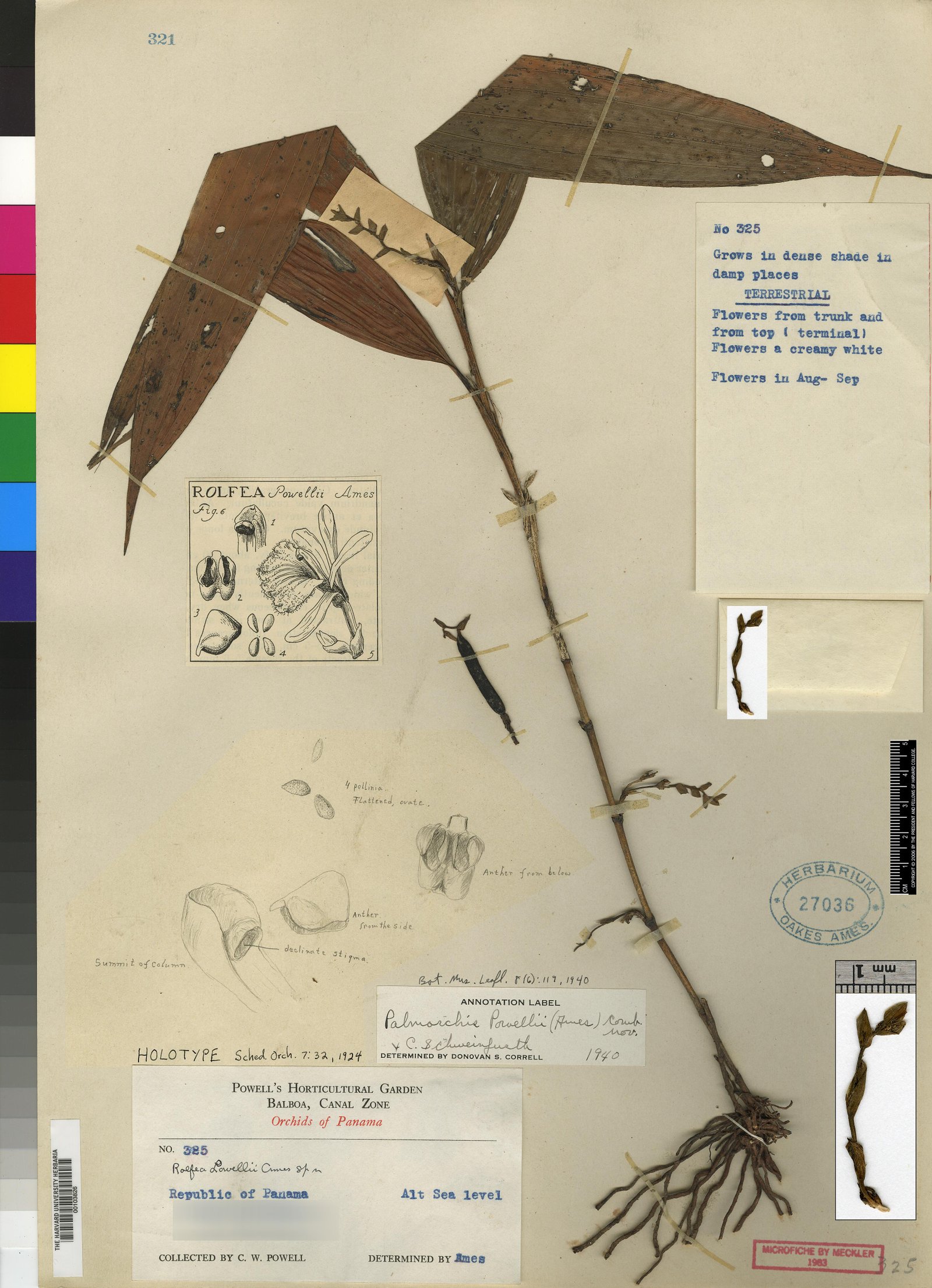 EPIDENDRA .:. Palmorchis powellii